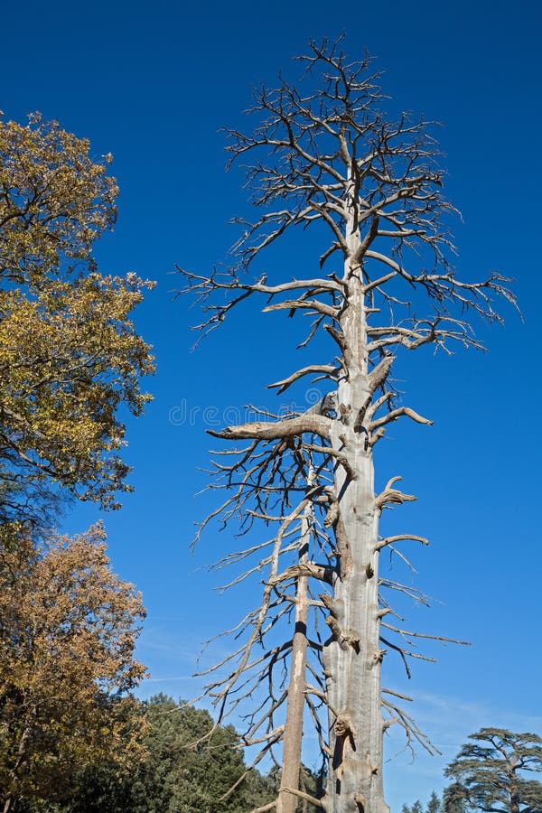 Dry cedar tree stock photo. Image of blue, wood, detailed - 28653584