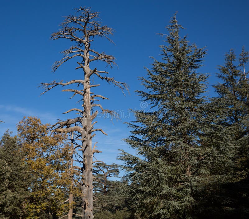Dry cedar tree over forest stock photo. Image of cedar - 28761186