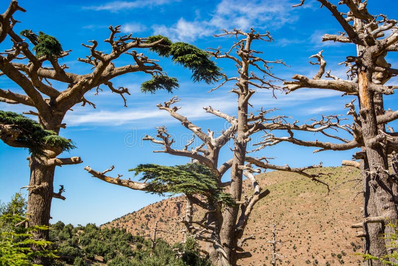 Cedar Trees Stock Images - Download 11,089 Royalty Free Photos