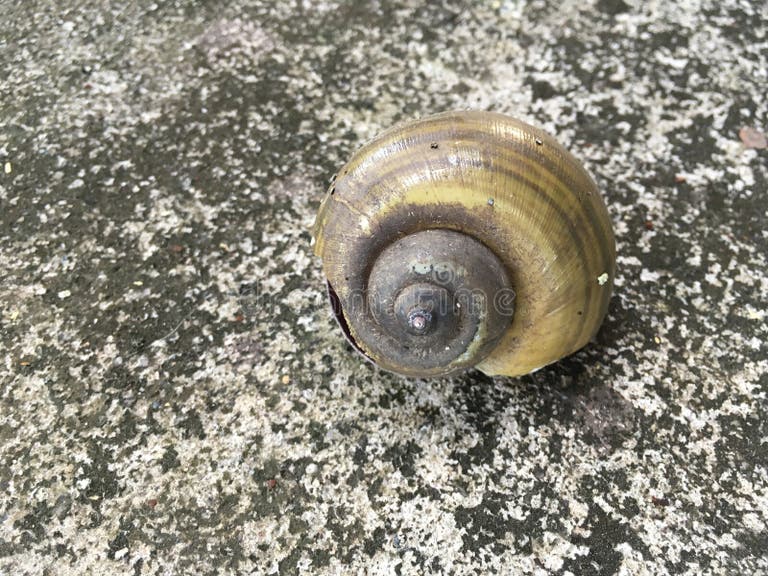 Dry Channeled Applesnail Shell Stock Photo - Image of shell, pomacea ...