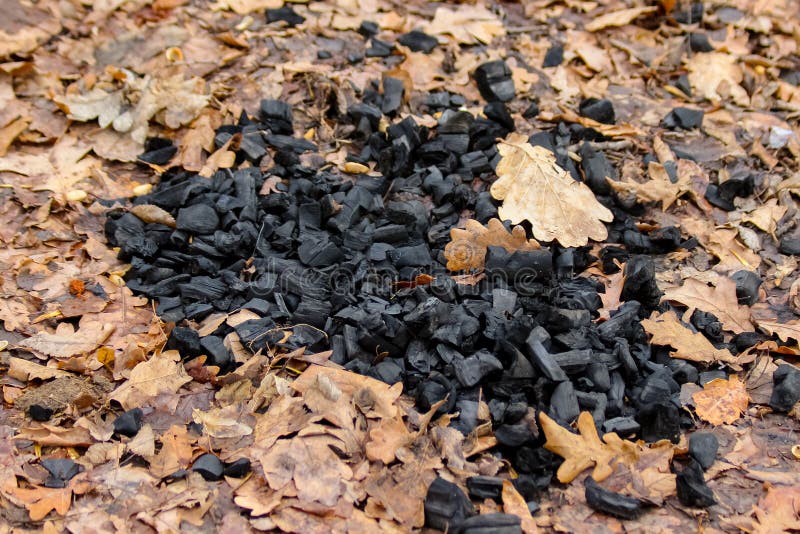 Dry Charcoal After A Campfire On A Ground Covered With Dead Leaves ...