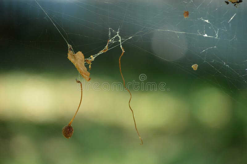 Cherry and Dry Leaf Hooked on a Spider Web Stock Photo - Image of color ...