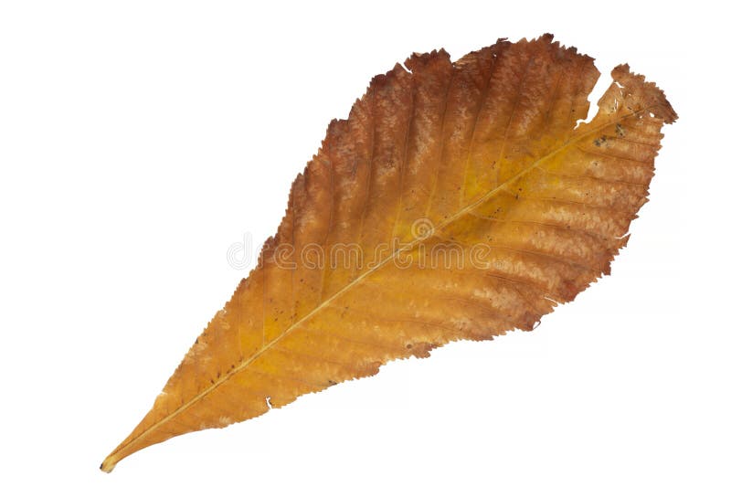 Dry Chestnut Tree Leaf Isolated on White Stock Image - Image of single ...