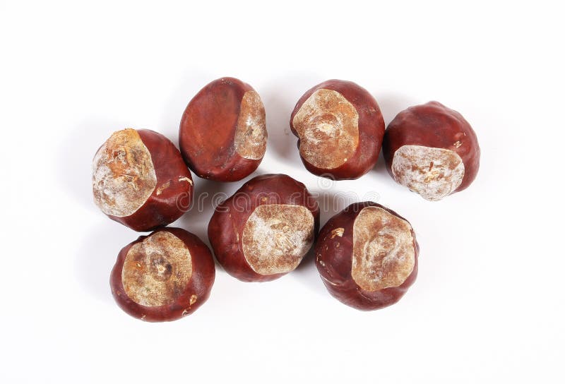 Dry chestnuts stock image. Image of closeup, detailed - 18727543