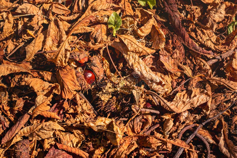 Dry chestnuts in nature stock image. Image of cracked - 92122953