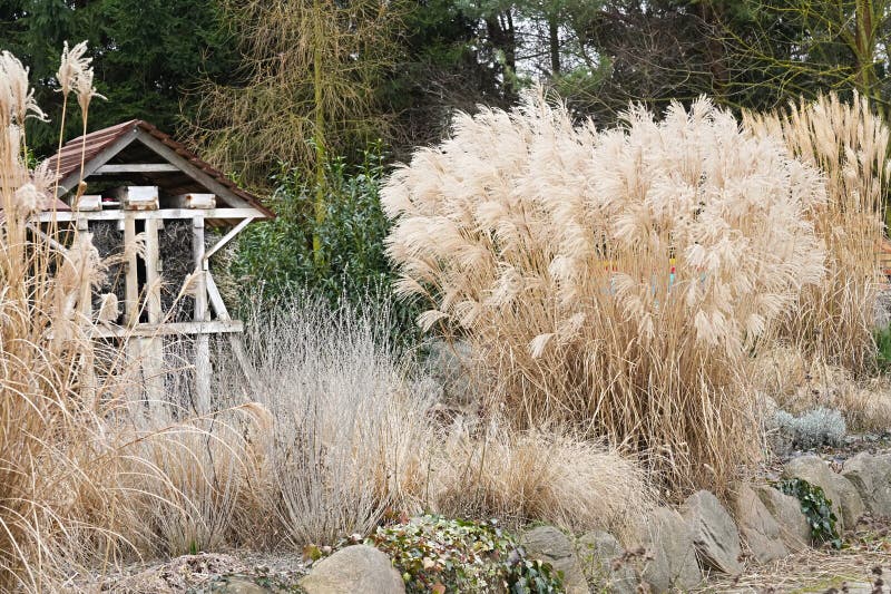 Dry Chinese Fan Grass in Winter Garden Stock Image - Image of stone ...