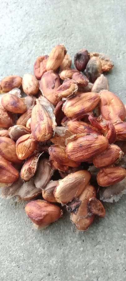 Dry chocolate is dried stock photo. Image of buah, chocolate - 269827990