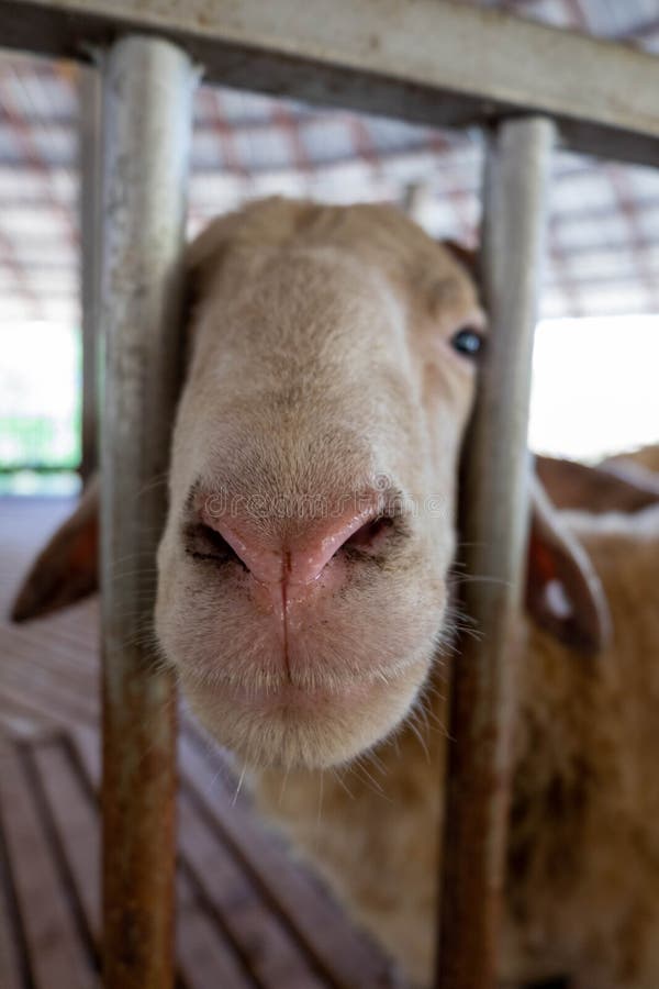 407 Sad Goat Stock Photos - Free & Royalty-Free Stock Photos from ...