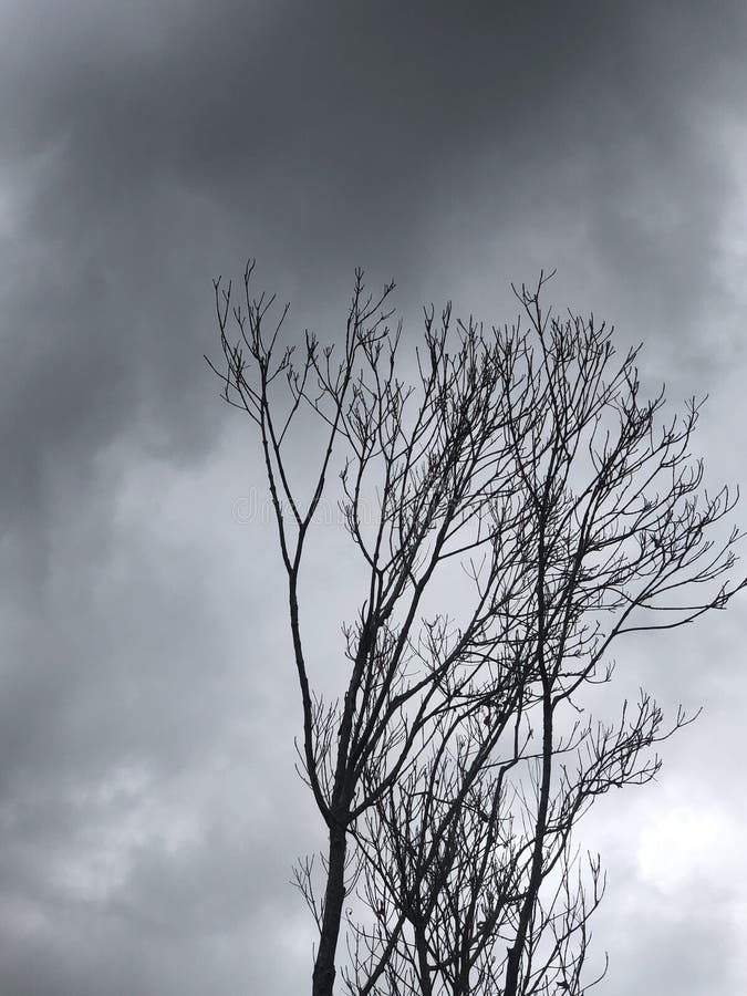 Dry clove tree stock photo. Image of clove, clouds, background - 306454474