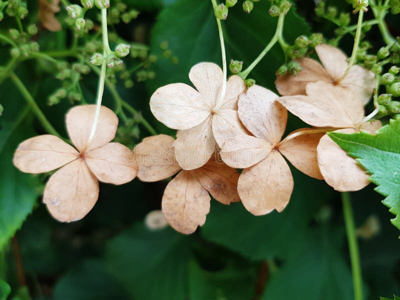 Dry clover stock photo. Image of nature, drying, food - 9435020