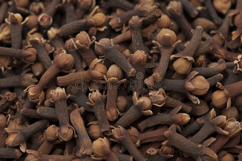 Dry Cloves,herb for Health, Treatment for Immunity System Stock Image ...