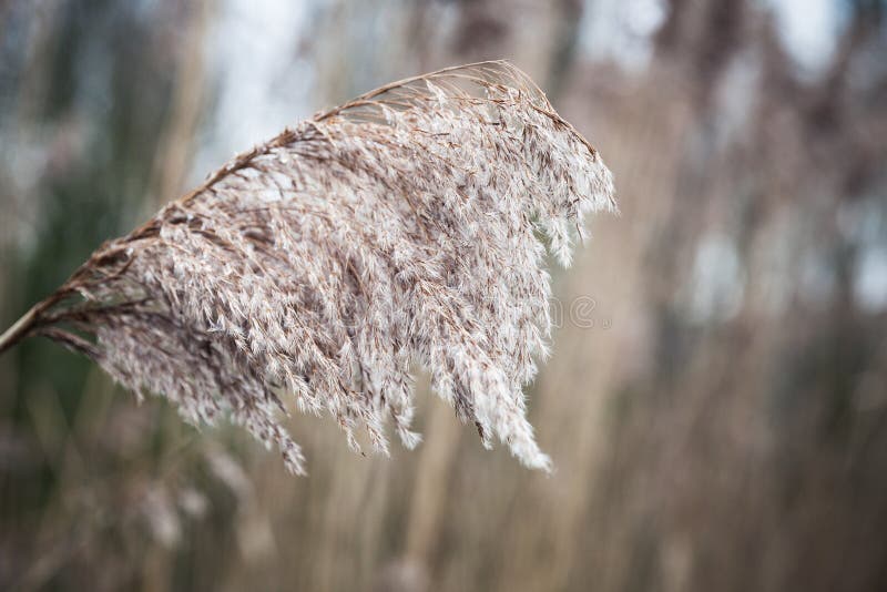 Dry Coastal Coastal Reed, Natural Photo Stock Photo - Image of growing ...