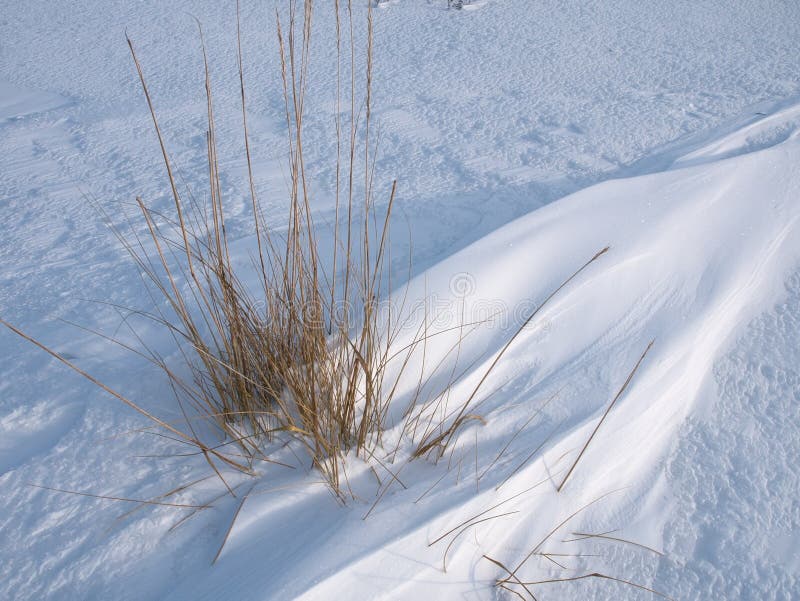 Dry Coastal Grass Cowered with Snow Stock Photo - Image of beautiful ...
