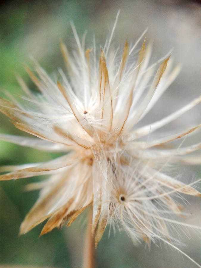 Dry coatbuttons flower stock image. Image of coatbuttons - 53379515