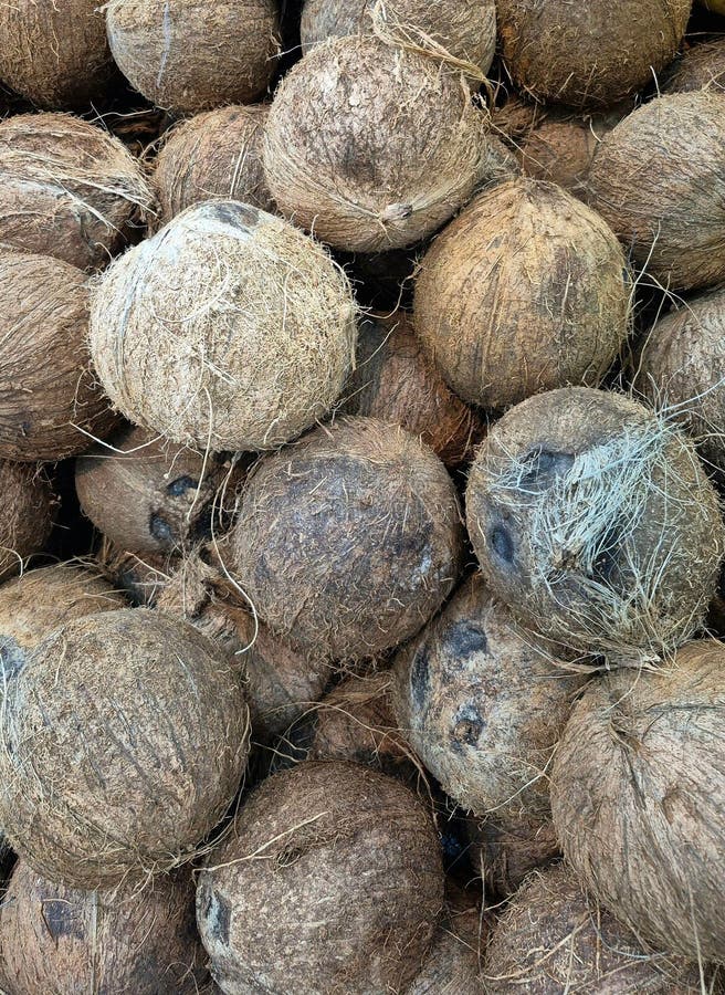 Dry Coco Mountain stock photo. Image of harvested, commercial - 361674810