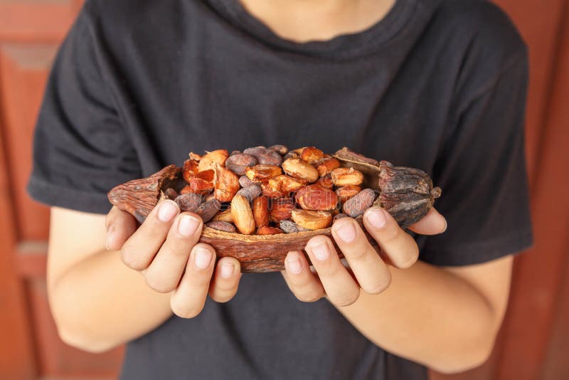 Dry cocoa beans on hand stock photo. Image of healthy - 217800882