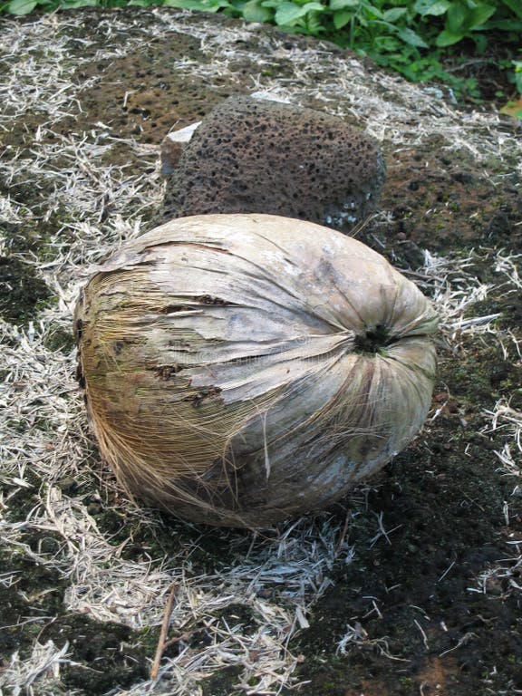 Dry Coconut stock photo. Image of hawaii, broken, rocks - 4063918