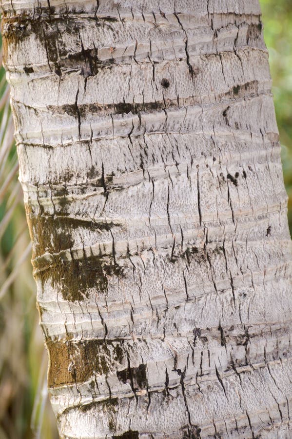 Dry Coconut Bark Tree Texture Stock Image - Image of rough, background ...