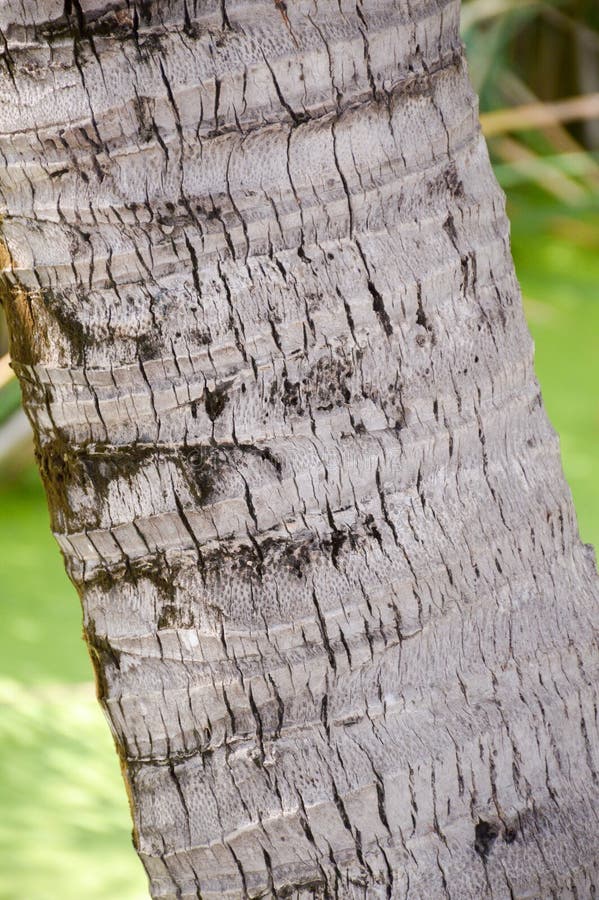 Dry Coconut Bark Tree Texture Stock Photo - Image of rugged, natural ...