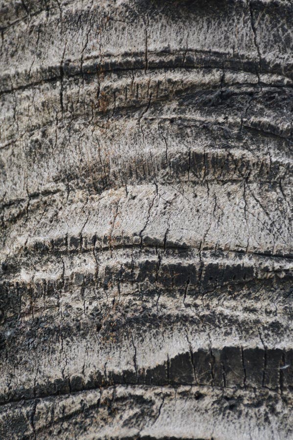 Dry Coconut Bark Tree Texture Stock Photo - Image of tree, timber ...