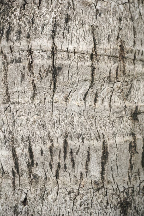Dry Coconut Bark Tree Texture Stock Image - Image of trunk, abstract ...