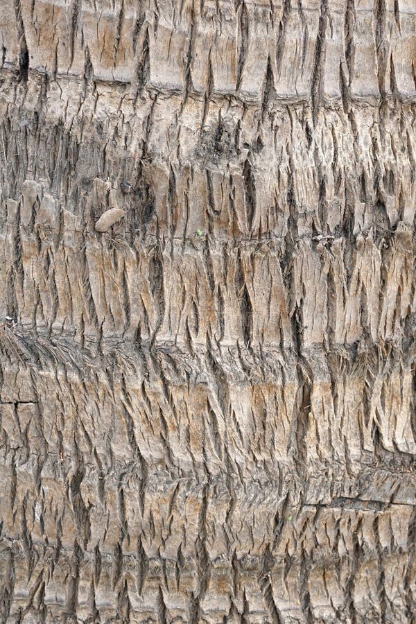 Dry Coconut Bark Tree Texture Stock Image - Image of rough, background ...