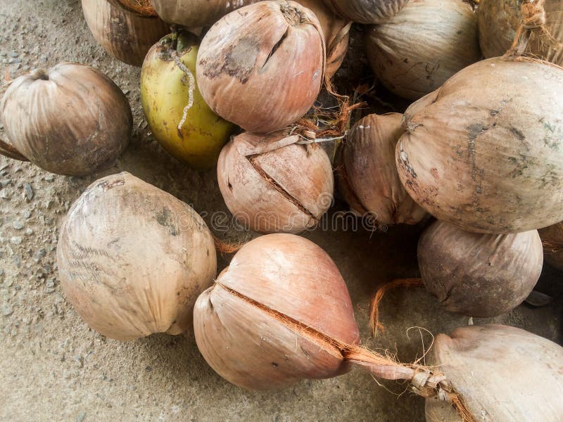 Dry Coconut in Country Farm Stock Photo - Image of farm, coconut: 127565836