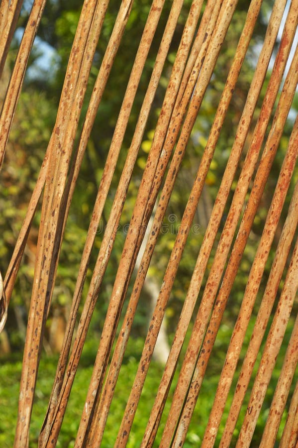 Dry Coconut Leaves Forming Pattern Stock Photo - Image of leaves ...