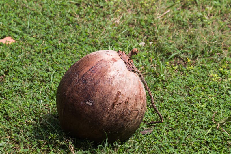 Dry coconut stock image. Image of bentre, group, leaf - 60001775