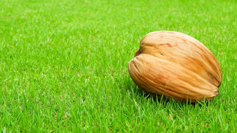 Dry Coconut On The Green Grass Stock Photo - Image of background ...