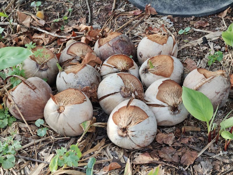 Dry coconut on the ground stock photo. Image of tropical - 327196332