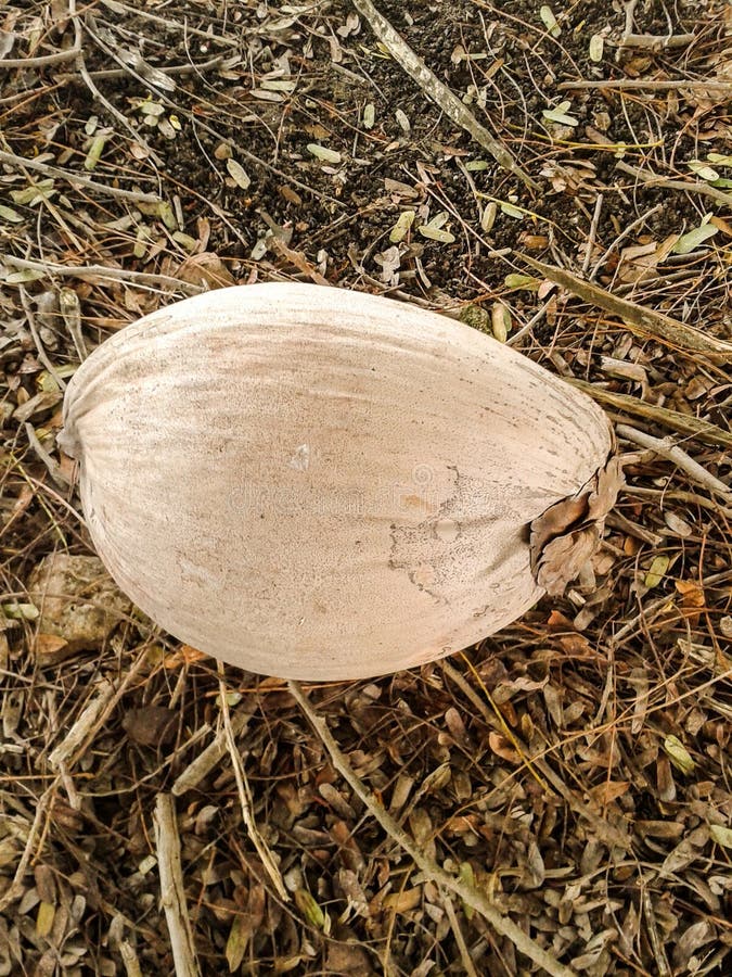 Dry coconut stock photo. Image of shell, ground, leaf - 53473802