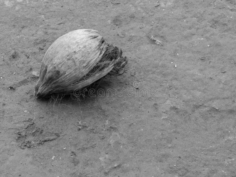 Dry coconut on the ground stock photo. Image of food - 90159778