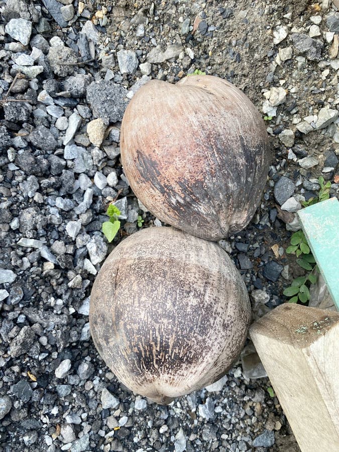 Dry coconut on the ground stock image. Image of beach - 257098819