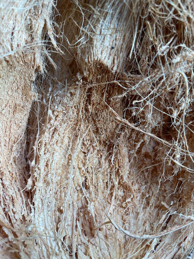 Dry Coconut Husk Fiber or Coir Stock Image - Image of fruit, peel ...