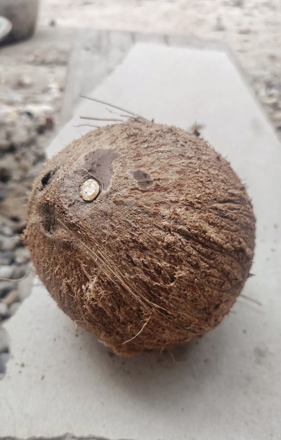 Dry Coconut Open Peel Preparing for Sell Stock Image - Image of sell ...
