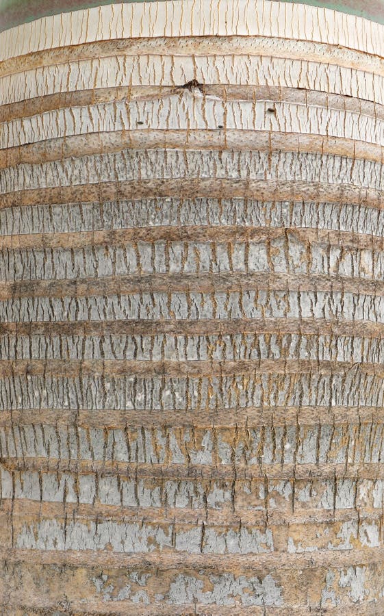 Dry Coconut Palm Tree Skin Surface Texture Background Stock Photo ...