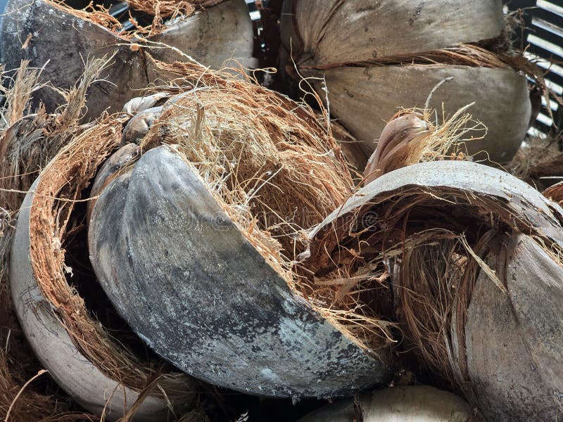 Dry Coconut Shell on the Ground Stock Photo - Image of coast, pattern ...