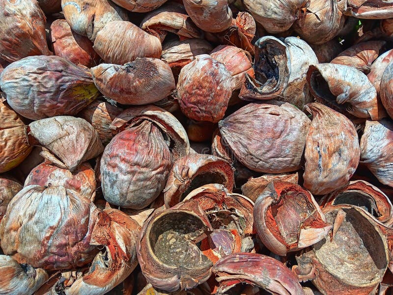 Dry Coconut Shell in the Scorching Day Stock Image - Image of asean ...