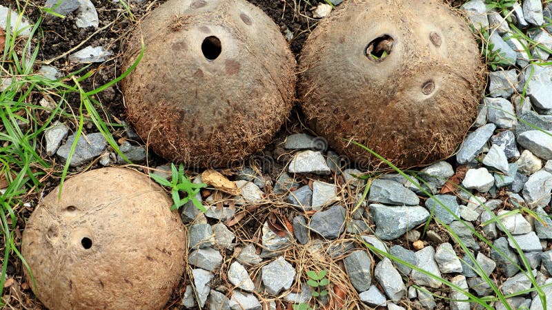 Coconut Shells Cut in Half on the Ground Stock Photo - Image of ...