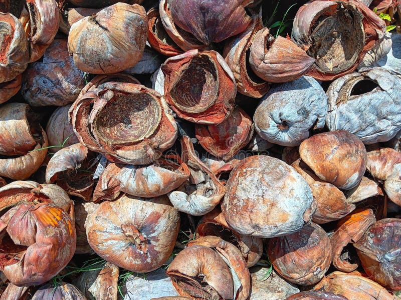 Dry the Coconut Shells in the Scorching Sun Stock Image - Image of ...