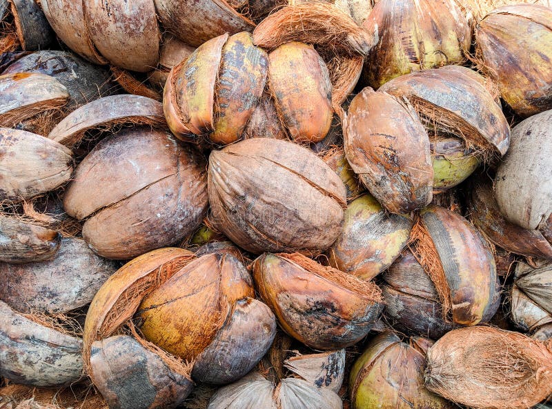 Dry Coconut Skin My Village Stock Photo - Image of skin, village: 223146926