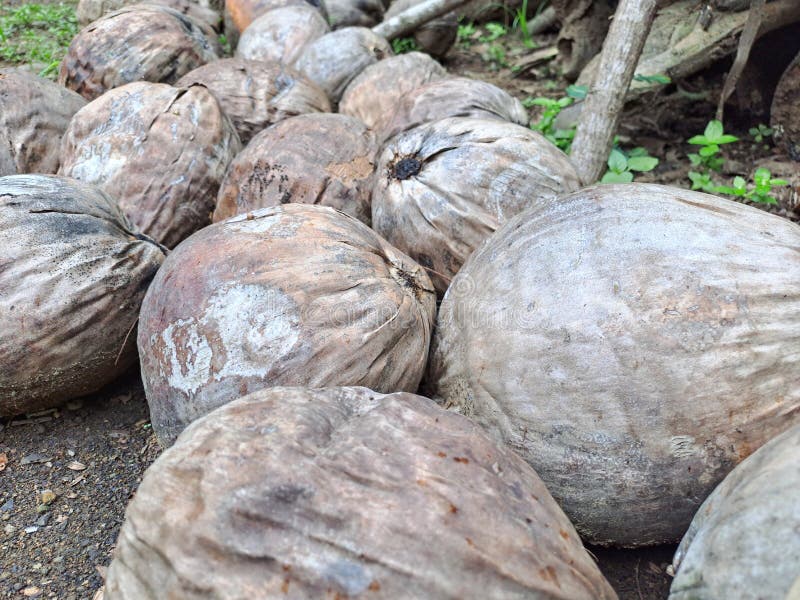 Dry Coconut Storage at Backyard with Cloudy Weather Stock Image - Image ...