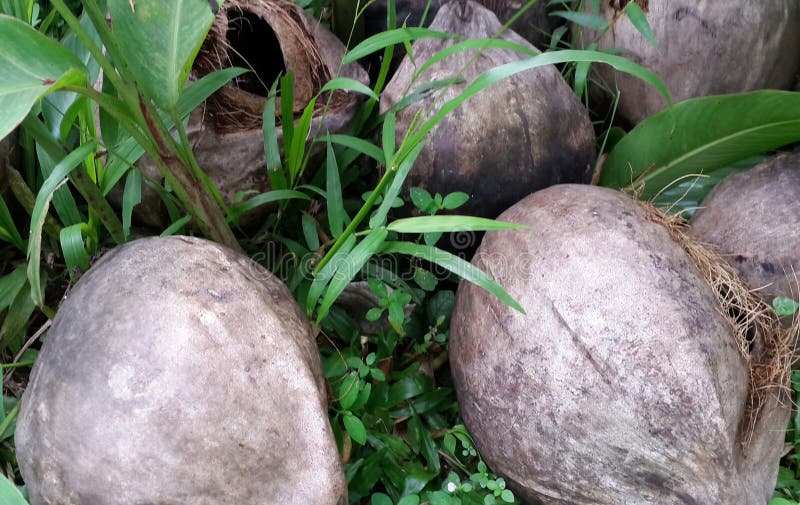 A Dry Coconut Tree Lying in the Grass Beautifully Stock Photo - Image ...