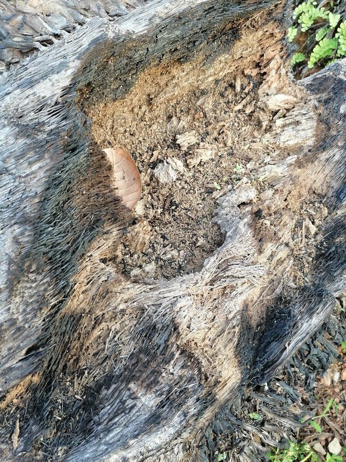 Dry coconut tree old base. stock image. Image of plant - 221056265