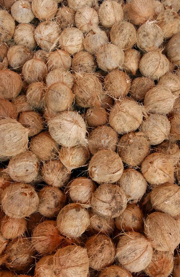 Dry Coconuts for Industrial Processing Stock Image - Image of backdrop ...
