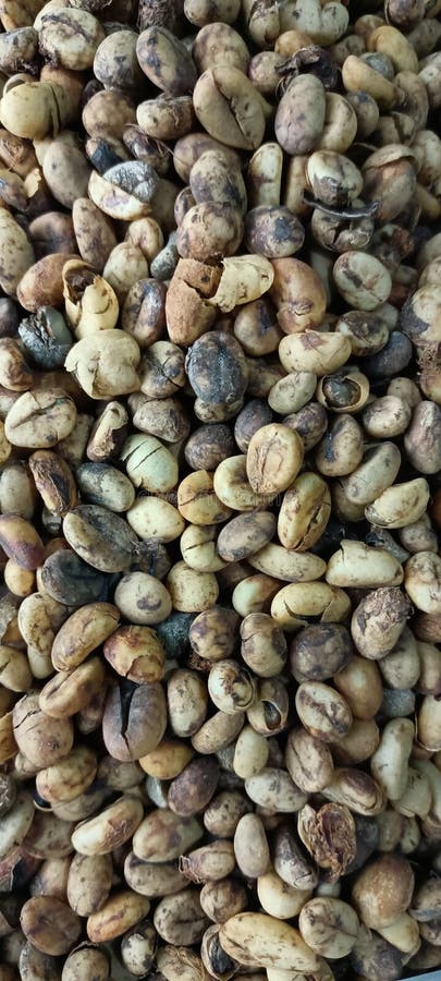 Dry Coffee Beans after Drying Stock Image - Image of crop, brown: 265697475