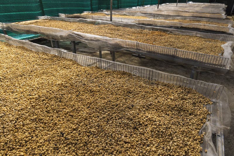 Dry Coffee Beans are Drying on the Table on a Coffee Plantation Stock ...