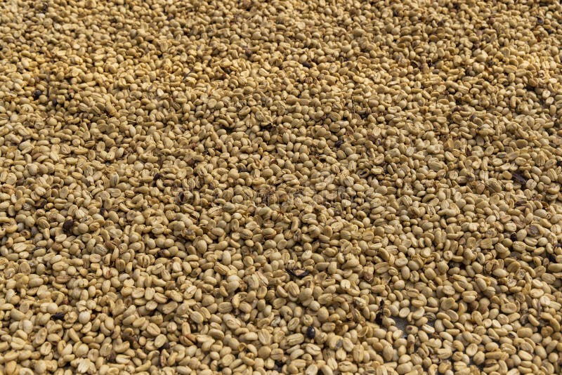 Dry Coffee Beans are Drying on the Table on a Coffee Plantation Stock ...