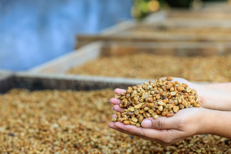 Dry coffee beans on hands stock photo. Image of food - 196381858